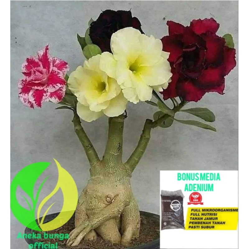 Jual ( Adenium tumpuk + media tanam ) Bunga adenium tumpuk 4 warna ...