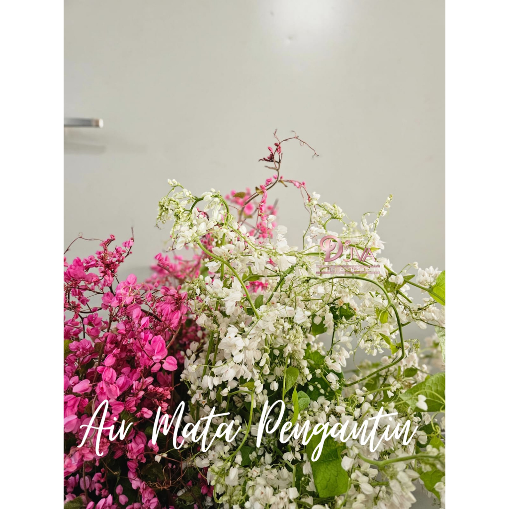 Jual Bunga Potong/Bunga Segar Air Mata Pengantin Fresh Flower Dekorasi ...