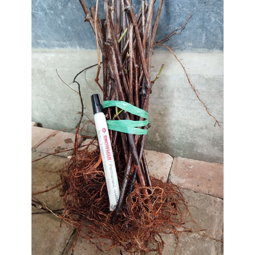 Jual BAREROT ROOTSTOK CABUTAN ISI 5 | Shopee Indonesia