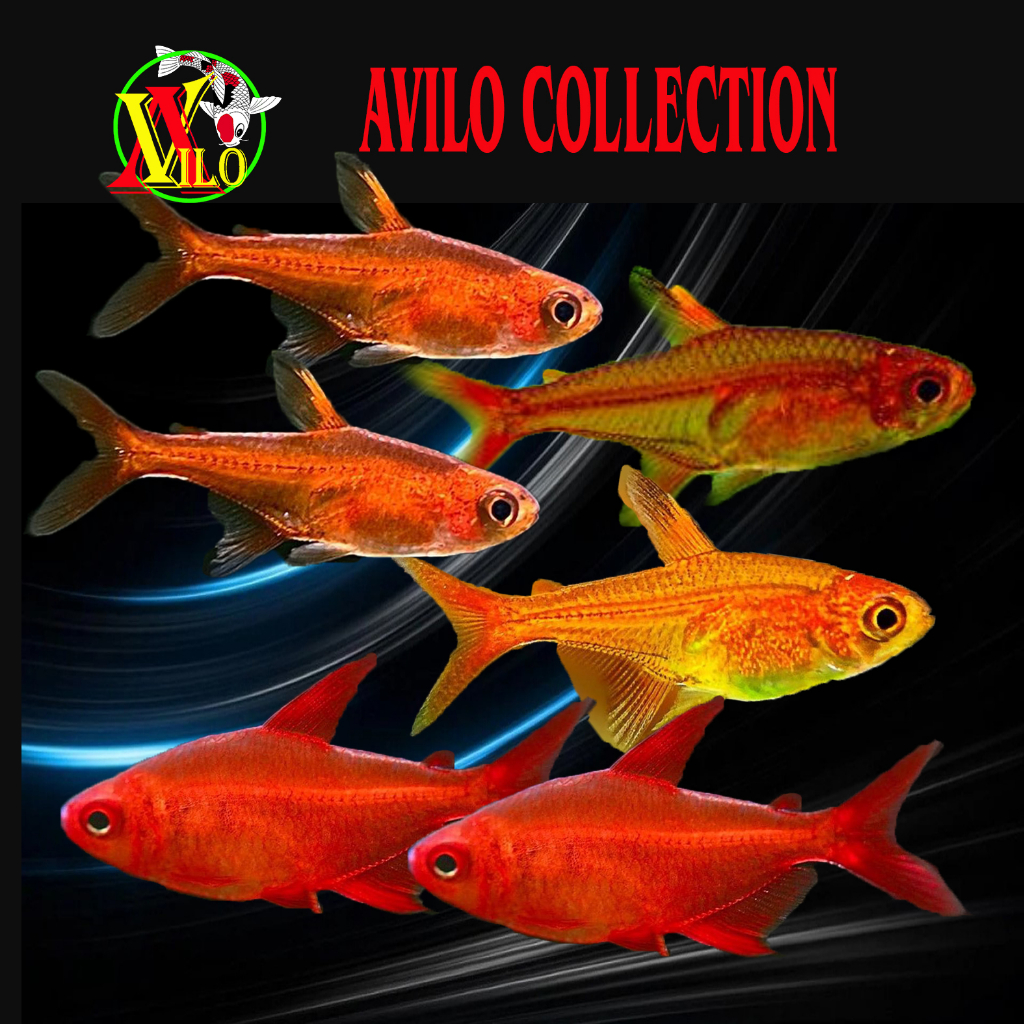 Jual ikan hias aquascxape amandae tetra kecil | Shopee Indonesia