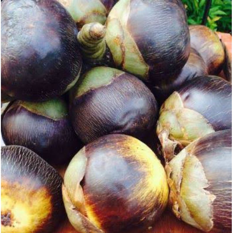Jual BUAH SIWALAN / LONTAR 1 Buah Bulat ( isi 2-3 biji ) | Shopee Indonesia