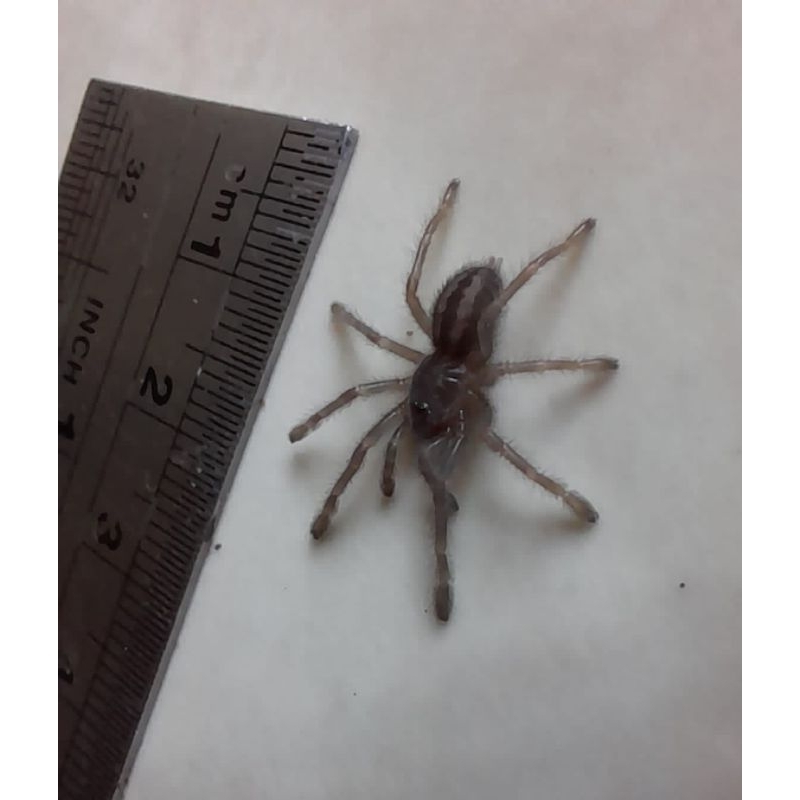 Jual DISPLAY TARANTULA POECILOTHERIA FORMOSA SUNGUHAN BISA BERJALAN ...