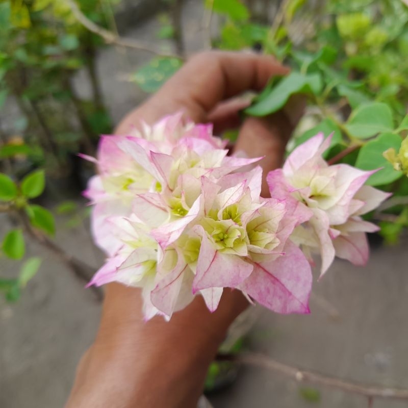 Jual Tanaman Hias Bogenvil Bolsom pink | Shopee Indonesia