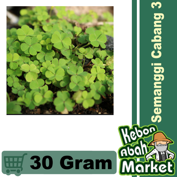 Jual Tanaman Semanggi segar Semanggi sawah bercabang daun 3 | Shopee ...