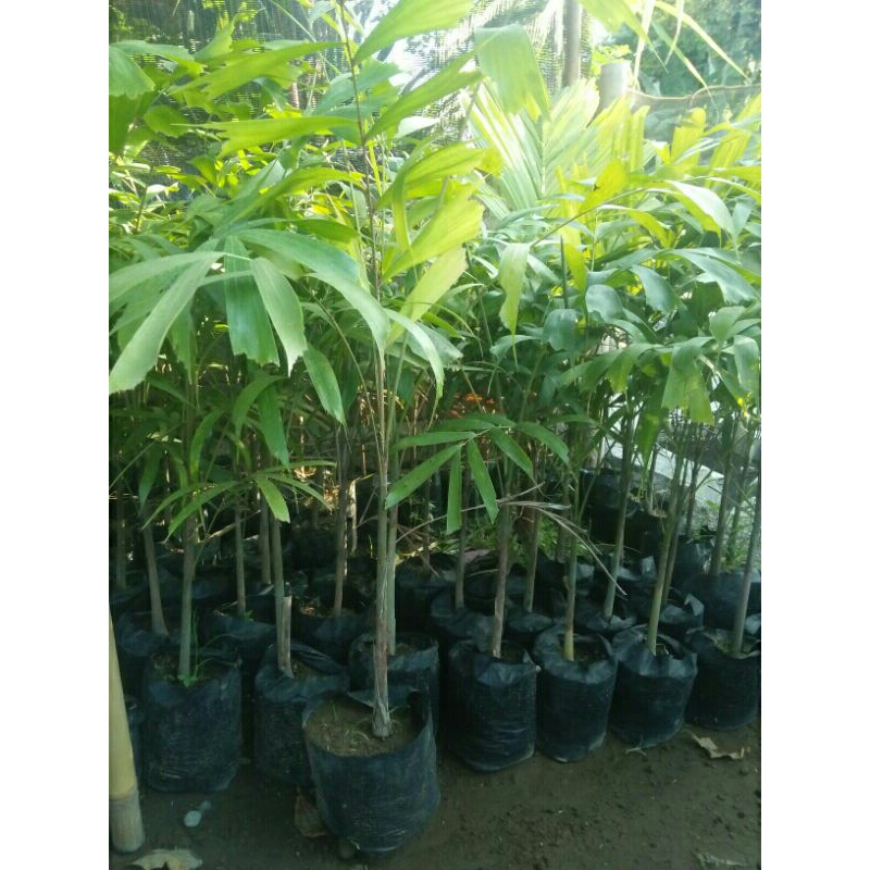 Jual Bibit palm raja/ekor tupai | Shopee Indonesia