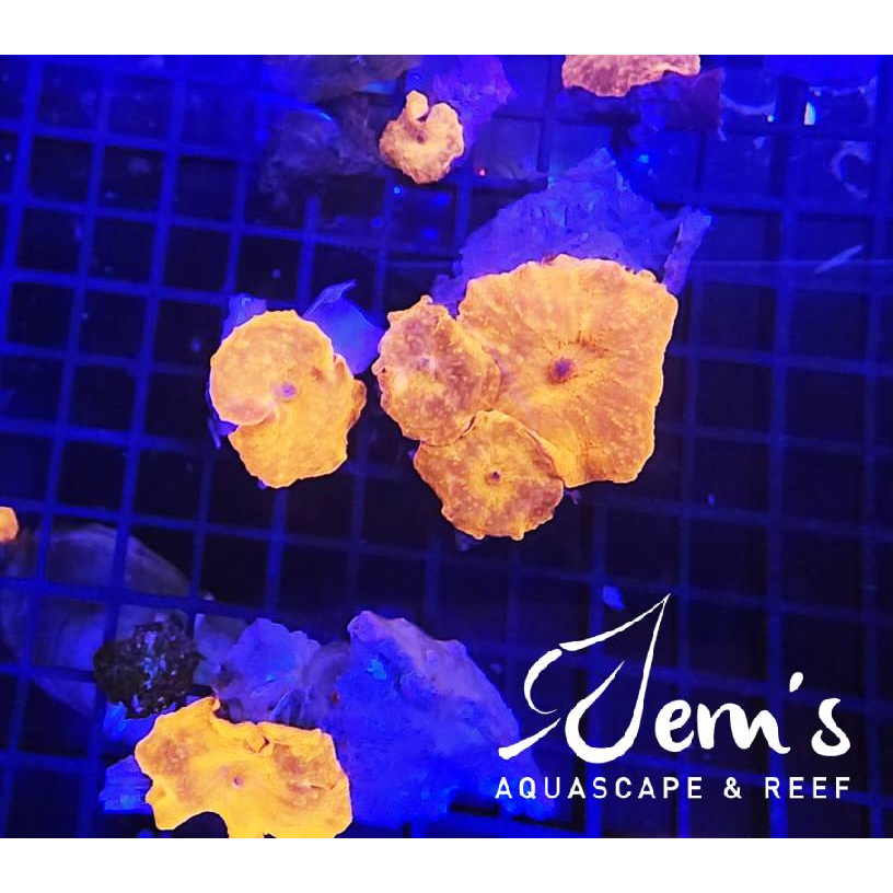 Jual Coral Jamur Merah - Gold Metalik (Iron Man Discosoma Mushroom ...