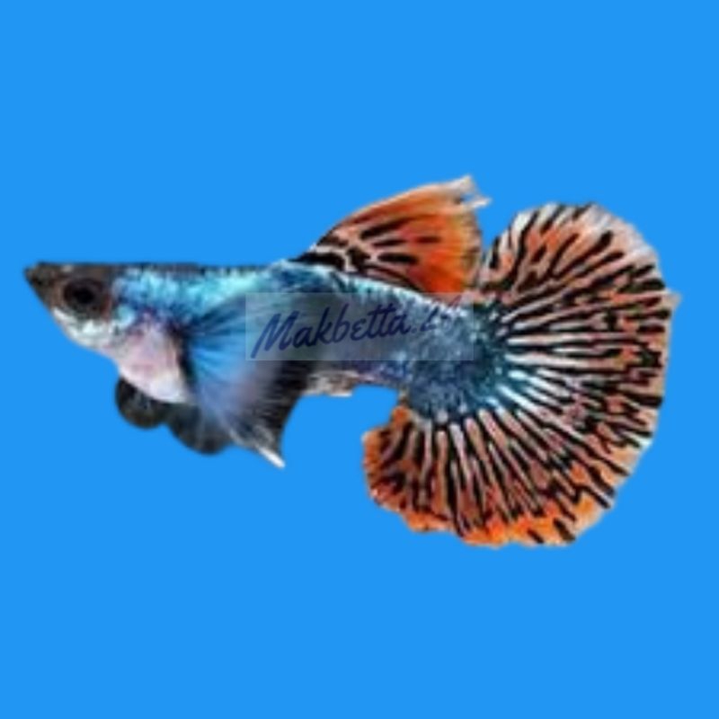 Jual packing styrofoam ikan guppy platinum red mozaik bigear 1pasang PRMBE | Shopee Indonesia