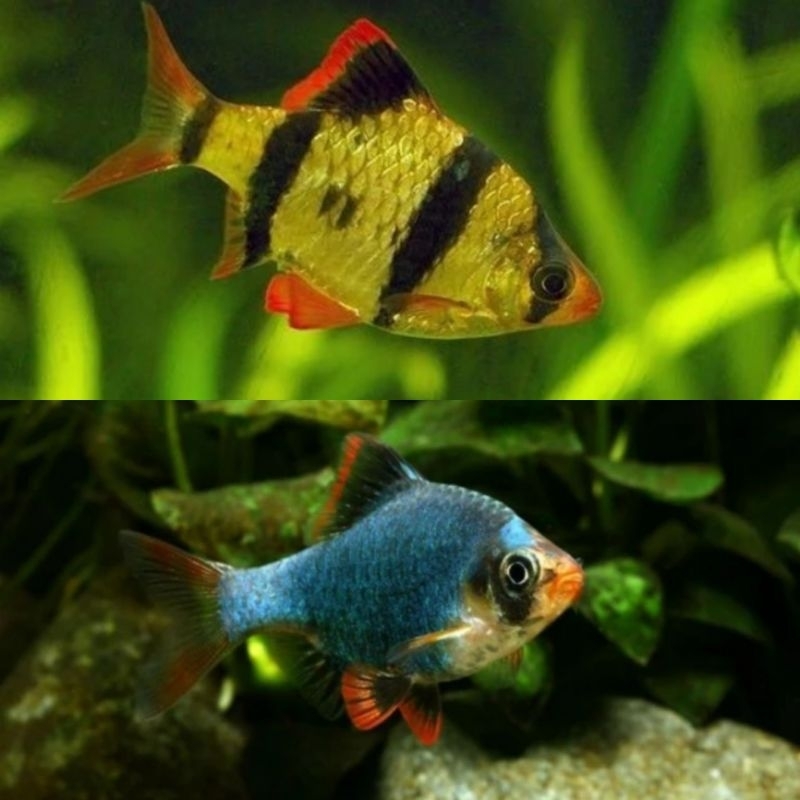 Jual Ikan Hias Tiger Sumatra Barb | Green Tiger Barb | Sumatra Albino ...