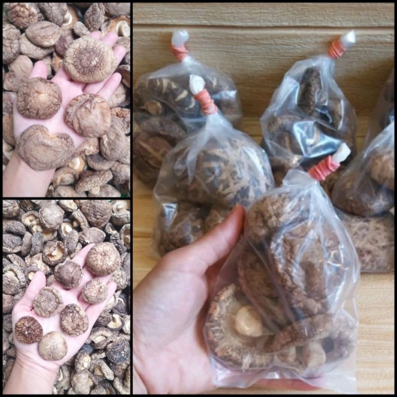 Jual MURAH Jamur Shitake REAL PIC / Jamur Yoko / Jamur Hyoko / Jamur ...