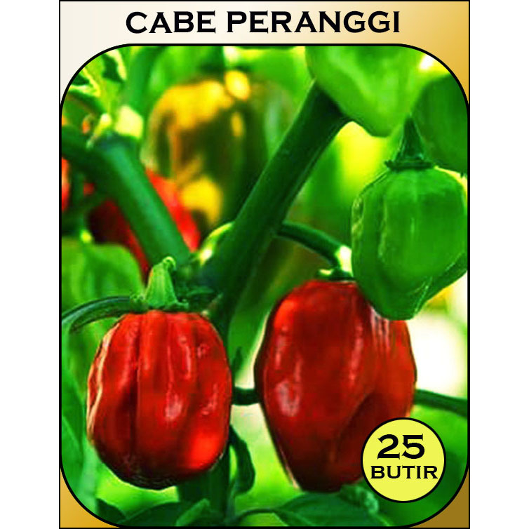 Jual Benih Cabe Peranggi - cabai katokkon isi 25 butir | Shopee Indonesia