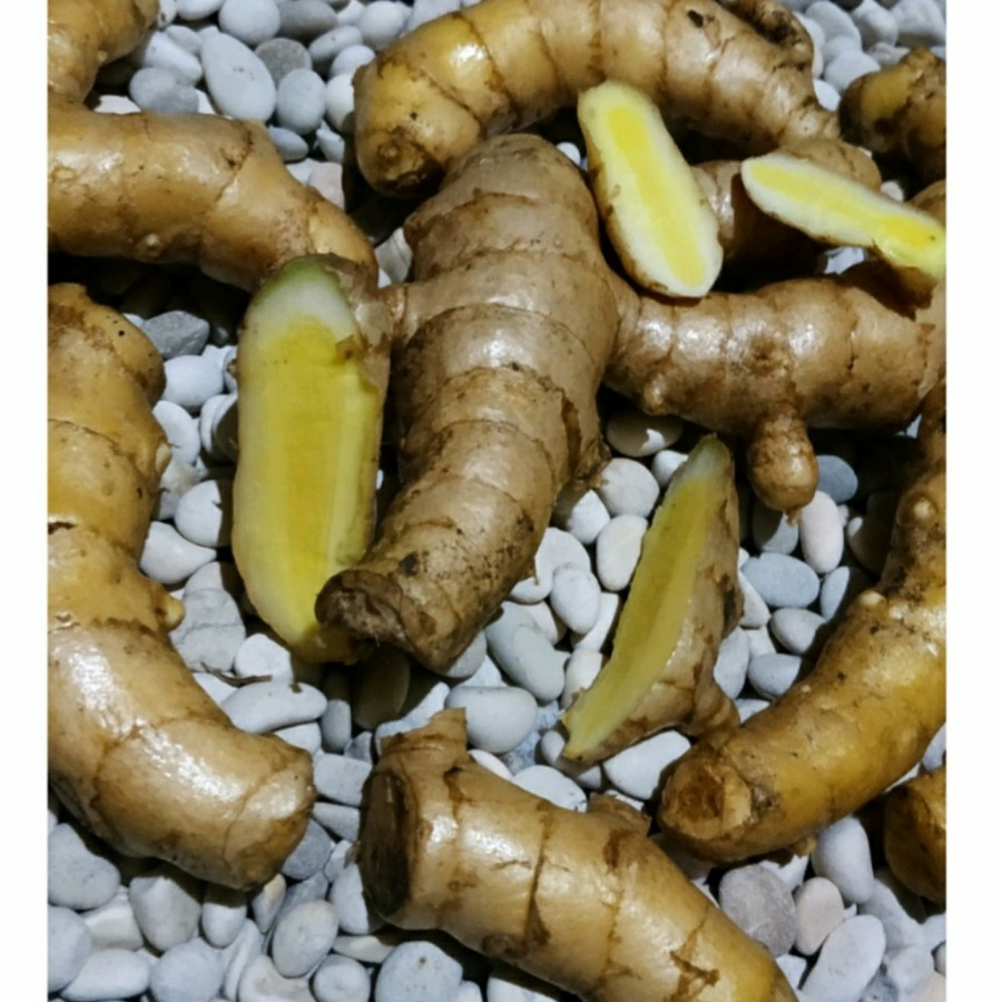 Jual Promo temu giring segar 1kg asli temu giring | Shopee Indonesia