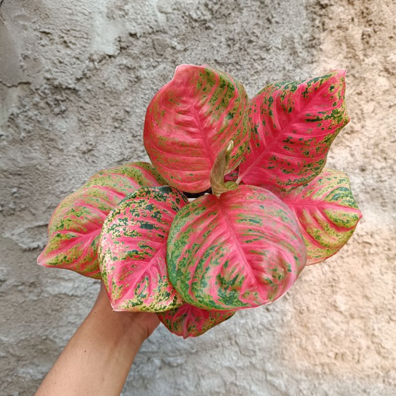 Jual Tanaman Hias Koleksi Wulandari / Tanaman Hias | Shopee Indonesia Jual Tanaman Hias Koleksi Wulandari / Tanaman Hias | Shopee Indonesia