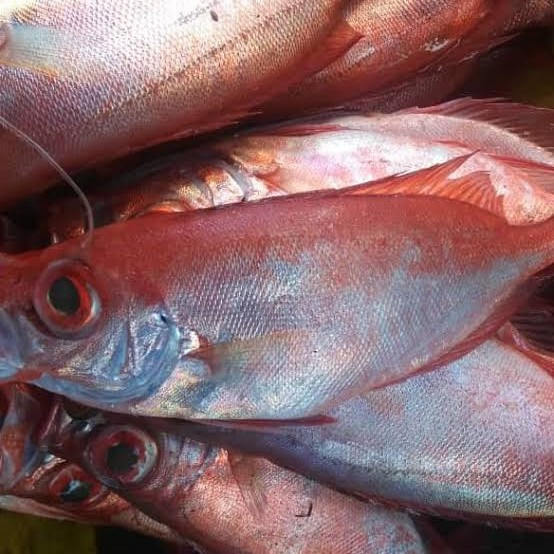 Jual Ikan Laut Segar Ikan Tongkol Segar Ikan Kembung Fresh Ikan Merah ...