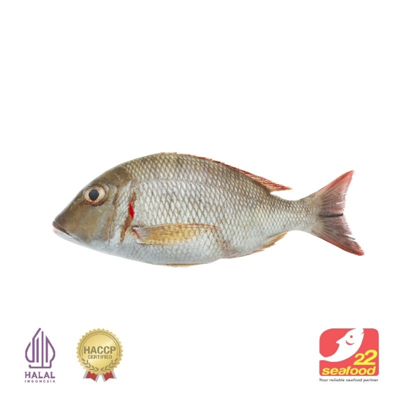Jual Ikan Lencam Katamba WGGS 800-1000 gr / Seafood 22 | Shopee Indonesia