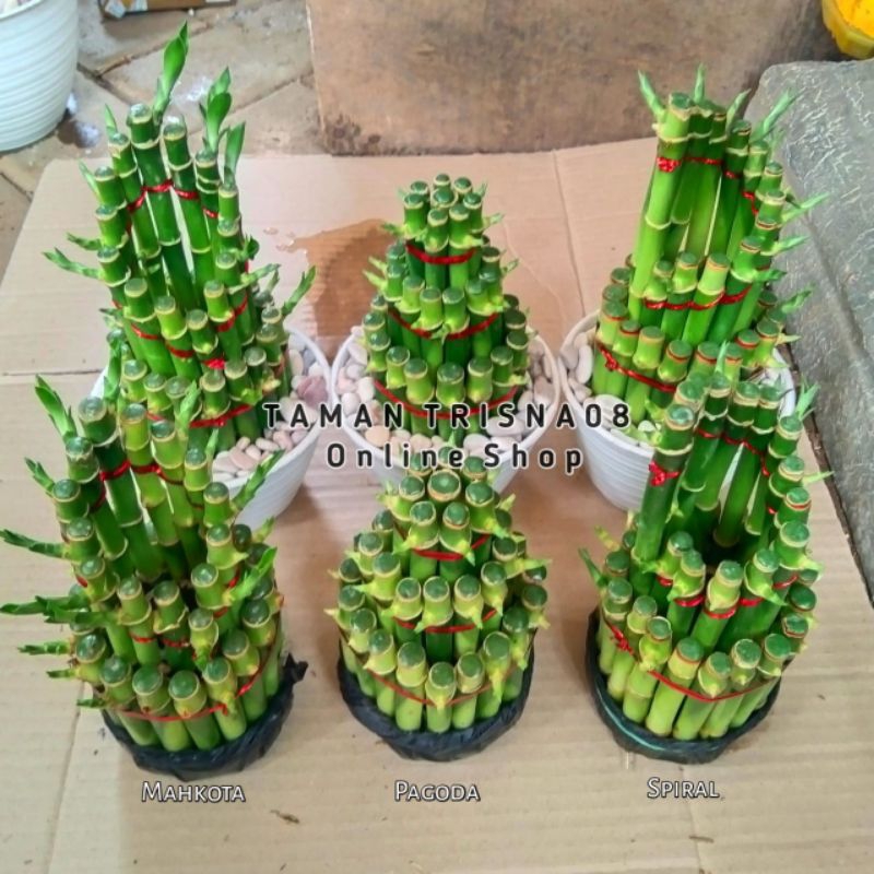 Jual BAMBU HOKI TANAMAN HIAS - BAMBU REJEKI - SRI REJEKI - BAMBU AIR ...