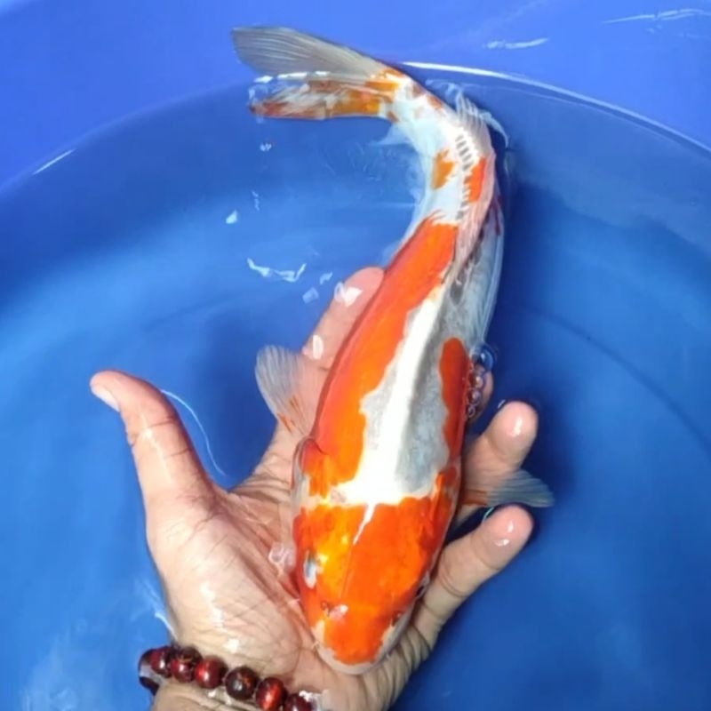 Jual Ikan Koi Blitar Jenis Kiko / Rumah Koi Jakarta / kode 0026 ...