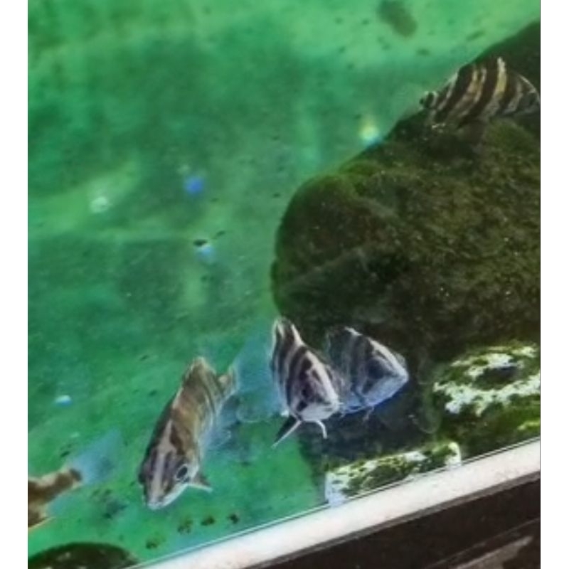 Jual datnoids datz sumatra / borneo | Shopee Indonesia