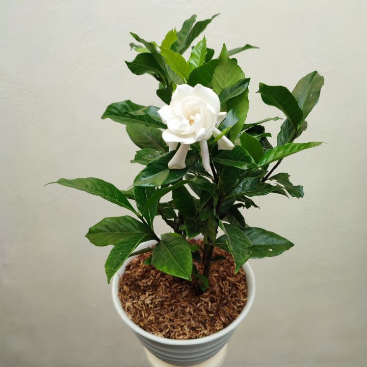 Jual Tanaman Hias Bunga Kacapiring - Cepiring - Kaca Piring wangi putih ...