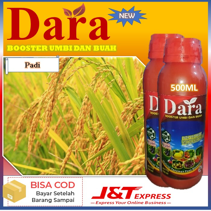 Jual promo produk baru pupuk dara isi 500ml pupuk booster umbi dan buah - pupuk booster untuk ...