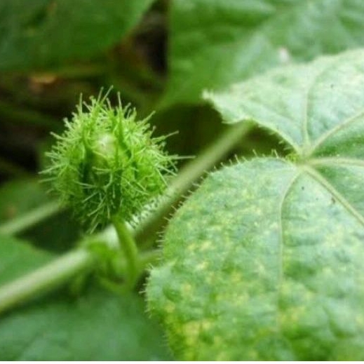 Jual daun rambusa /cermot segar per250,gram | Shopee Indonesia