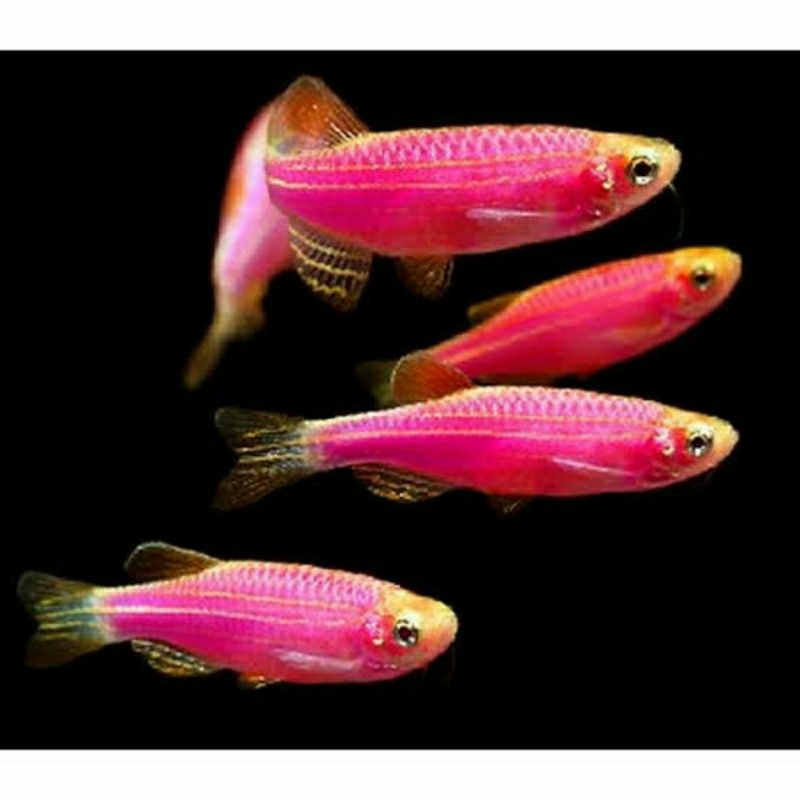 Jual ikan hias ping pink zebra danio tetra fish / ikan pink zebra ...
