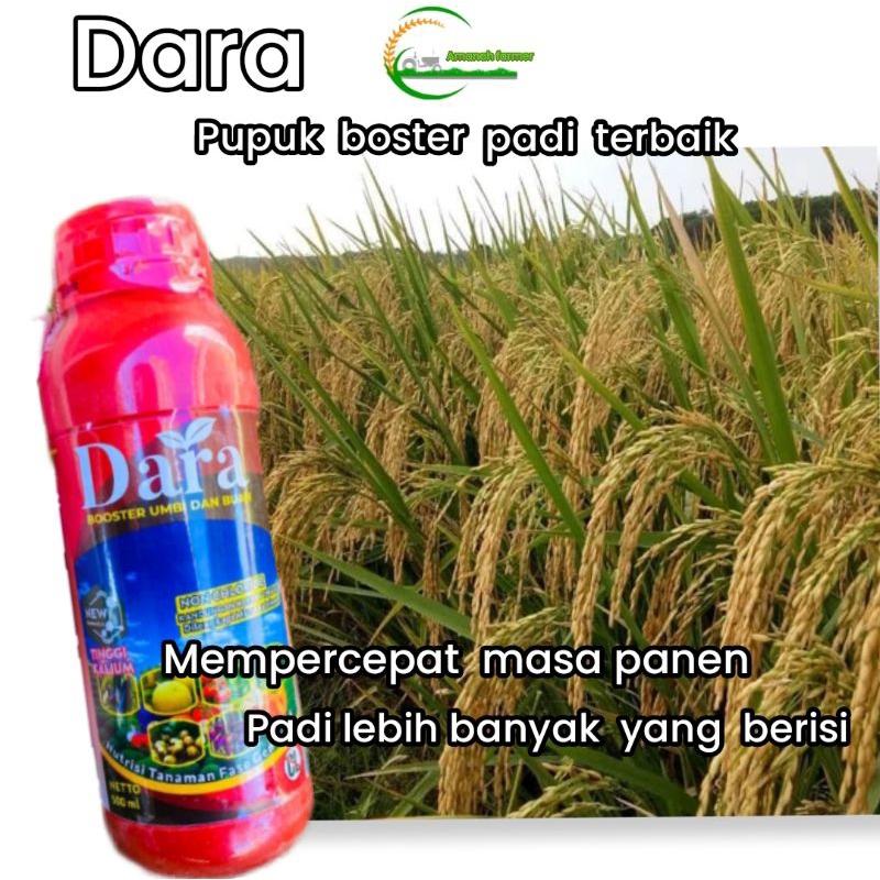 Jual Dara Pupuk Penambah Bobot Padi Terbaik isi 500 ML | Shopee Indonesia