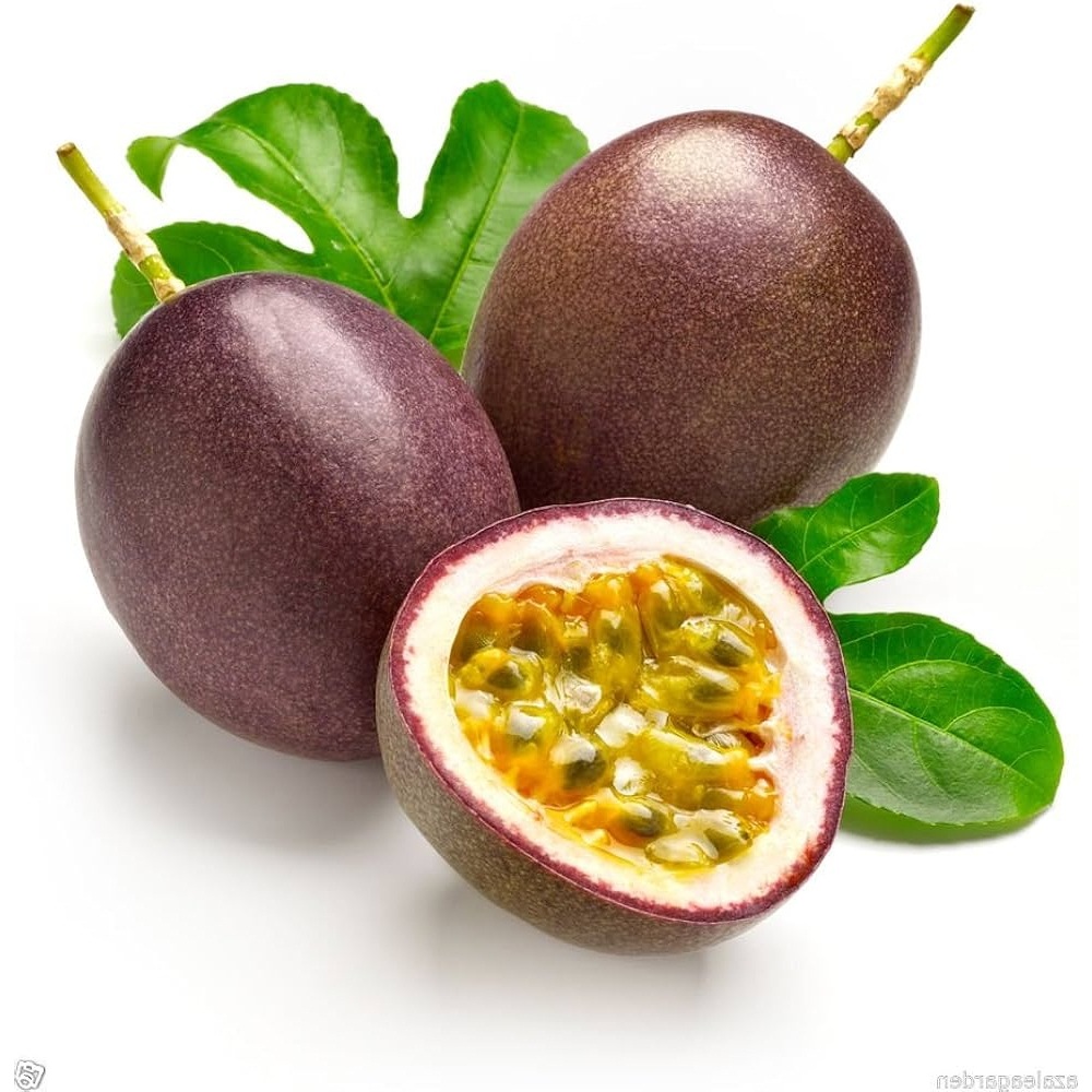 Jual Benih Buah PASSION FRUIT PURPLE / Markisa Ungu Manis | Shopee Indonesia