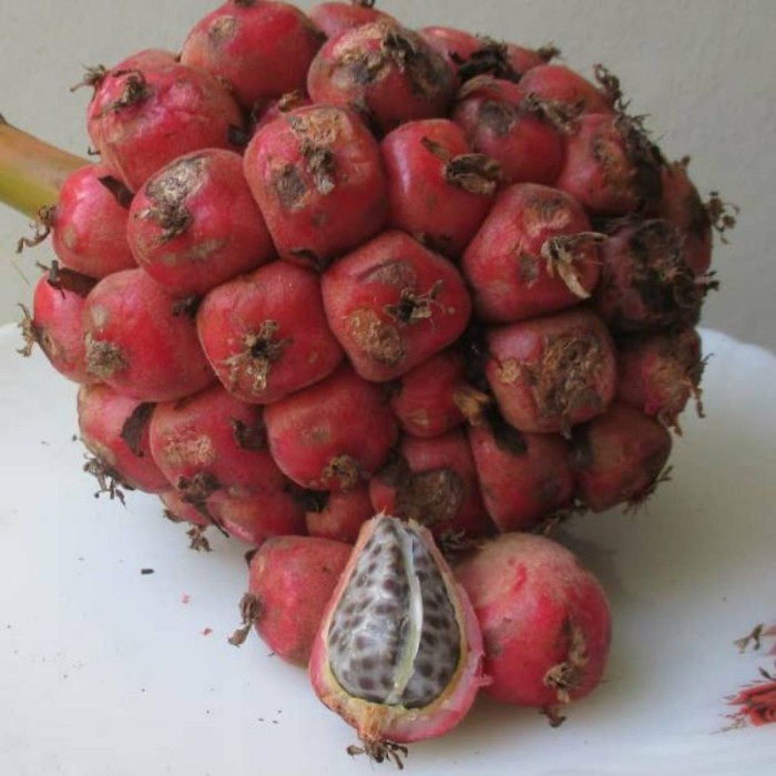 Jual Buah Honje Segar 1 kg - Honje Pink - Buah Kecombrang Kincung Fresh ...