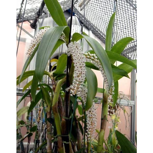 Jual Anggrek eria bogoriesis | anggrek spesies || eria multi fora ...