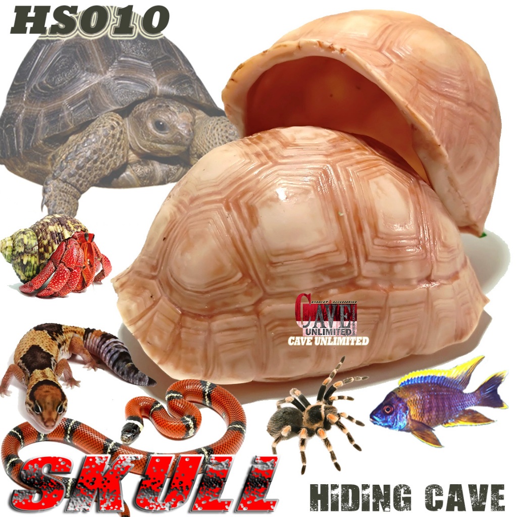 Jual HS010 HIDING SKULL TENGKORAK KERANGKA TEMPURUNG TORTOISE ALDABRA ...
