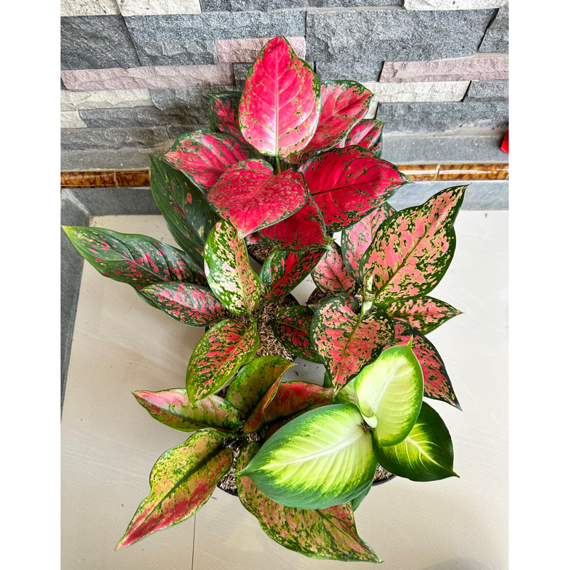 Jual PAKET AGLAONEMA red anja,venus,dud anja,heng2,harmoni | Shopee ...