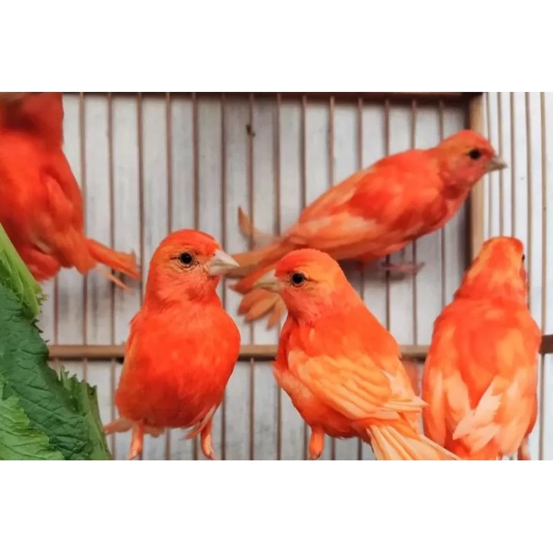 Jual burung kenari merlok jantan | Shopee Indonesia
