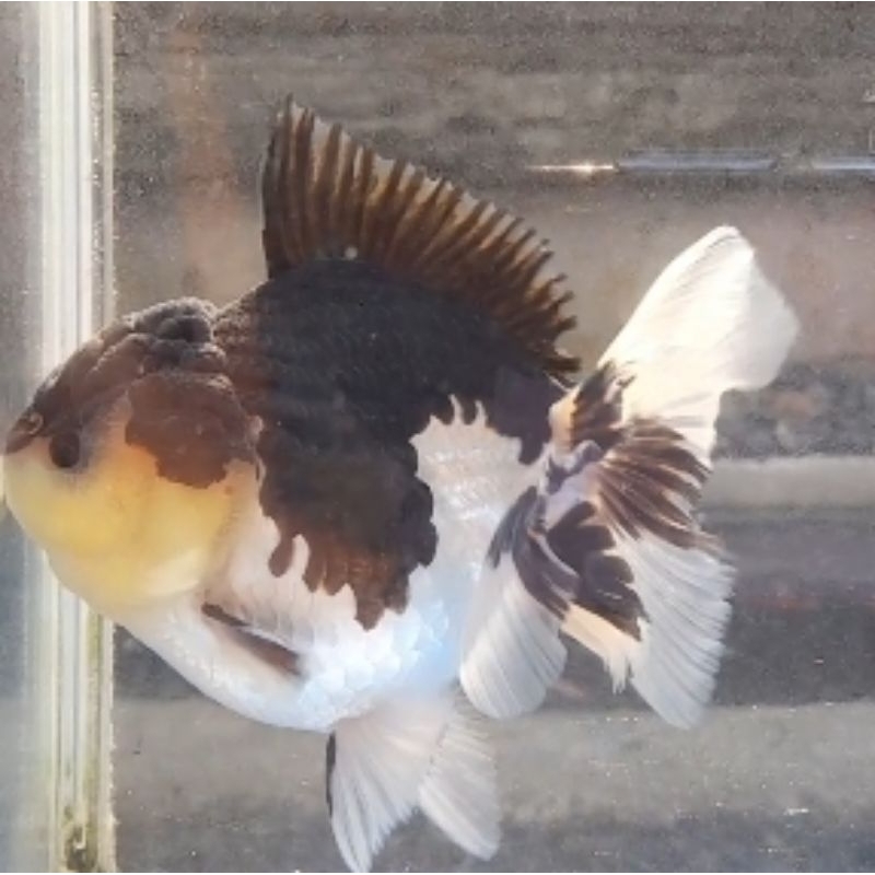 Jual Ikan mas koki Oranda PANDA | Shopee Indonesia