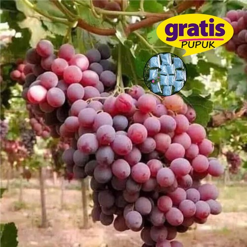 Jual BIBIT BUAH ANGGUR MERAH IMPORT DAN LOKAL | Shopee Indonesia