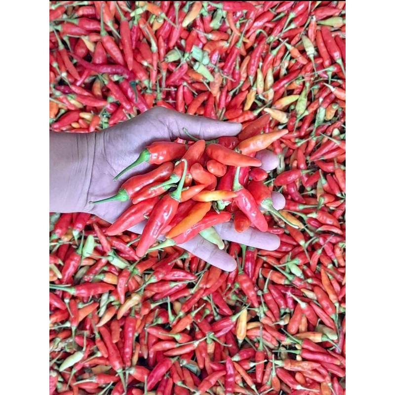 Jual CABE MERAH RAWIT ORI 1KG | Shopee Indonesia