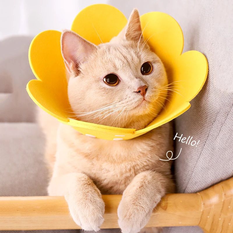 Jual Pet Collar Matahari Corong Coller Cat Spons Penutup Leher Kucing ...