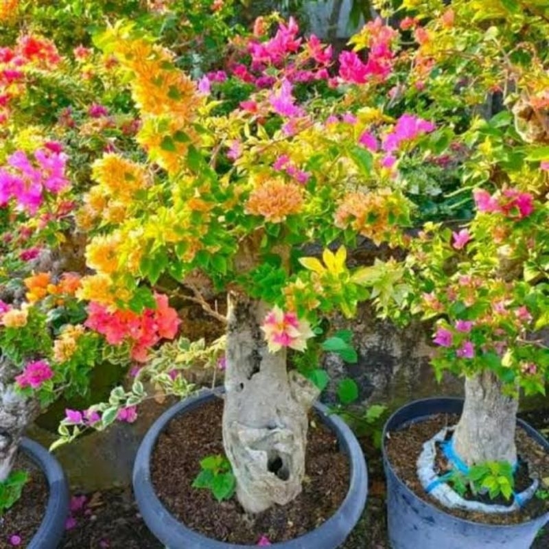 Jual Bibit Bonsai Bunga Bougenville Sgp Singapur Bibit Bunga Bonsai