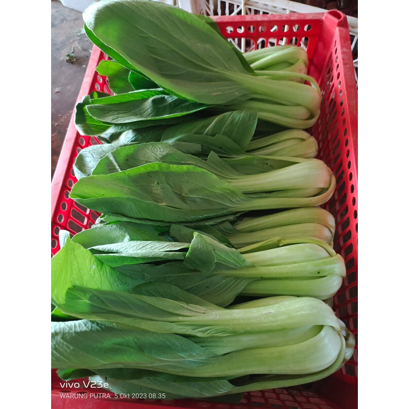Jual Sayur Pakcoy Hidroponik Sawi Daging Sawi Sendok 1kg | Shopee Indonesia