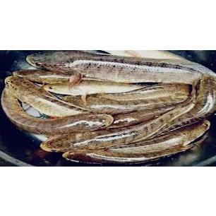 Jual Ikan gabus besar segar_ 1KG 1-3 ekor | Shopee Indonesia