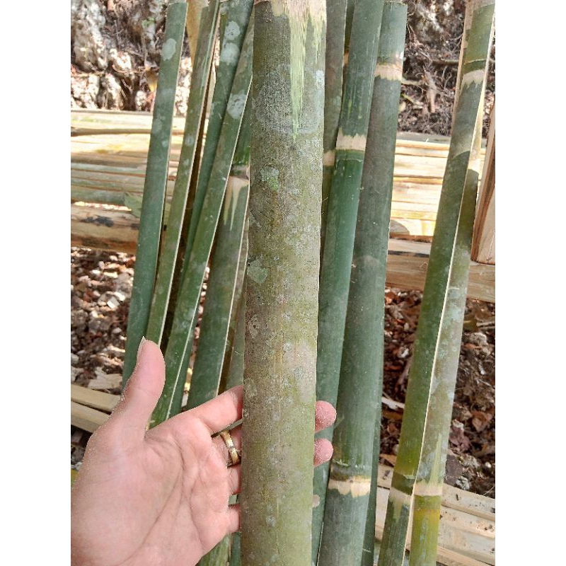 Jual Bambu bilah / Ajir tanaman / penyangga tanaman 100 cm lebar 4 cm ...
