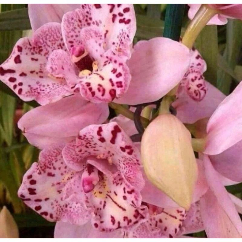 Jual promo tanaman anggrek bulan bunga pink princess | Shopee Indonesia