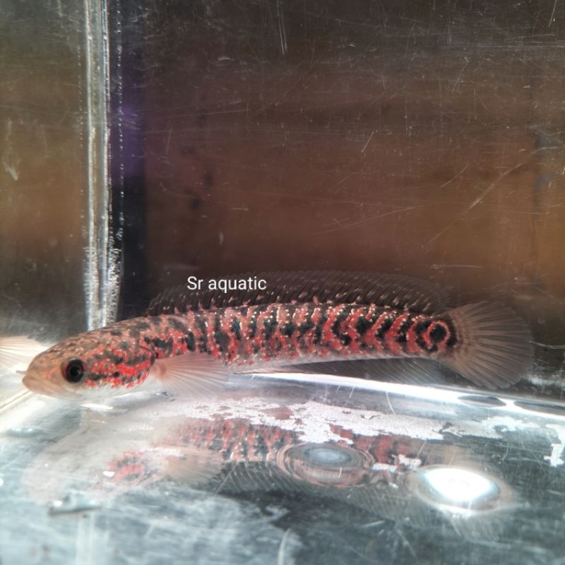 Jual Channa RSP kalimaya Hiasan Aquarium Channa red spot kalimaya ...