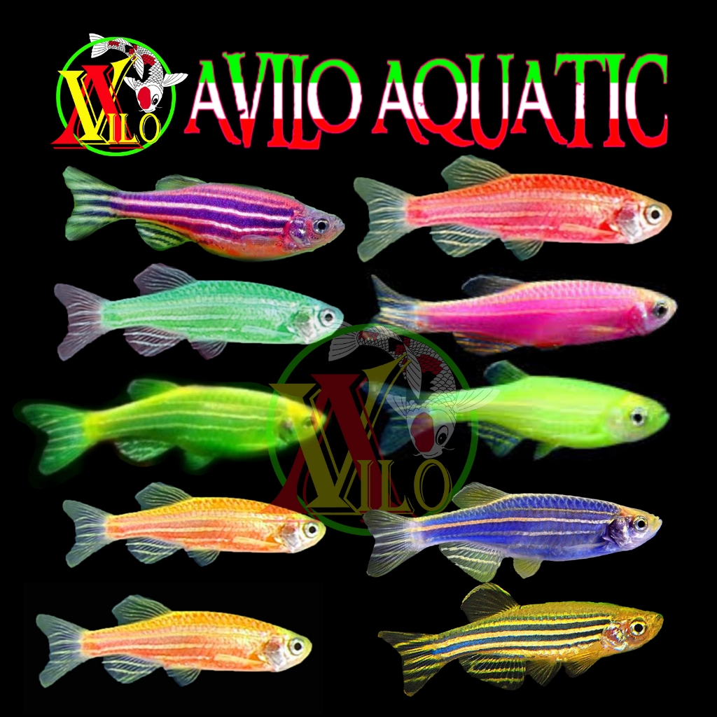 Jual danio ikan hias aquascape danio glow in fish warna warni ekor ...