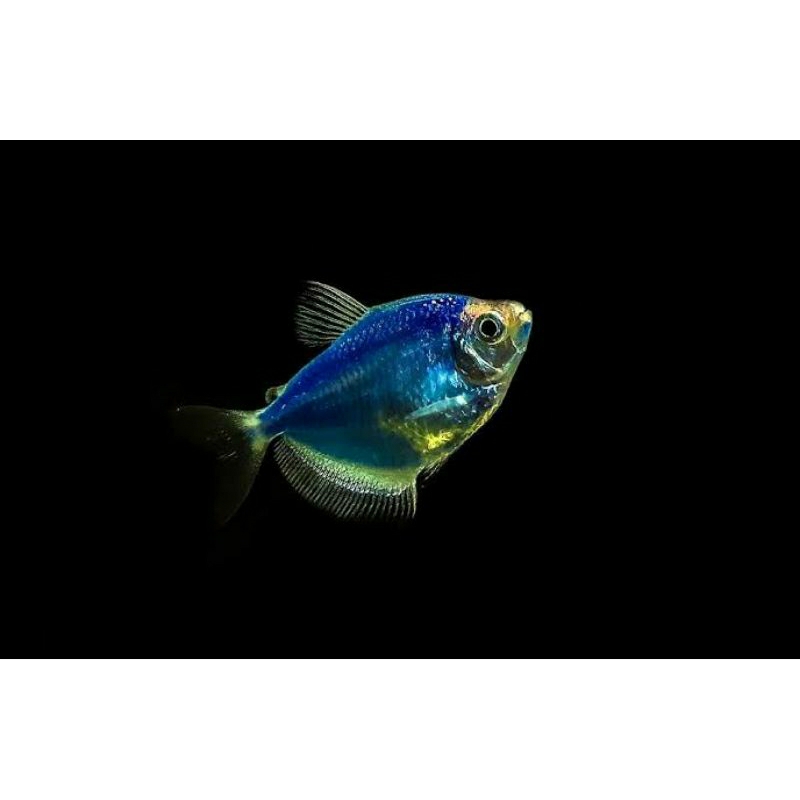 Jual ikan hias fish tetra neon / ikan fish neon tetra / ikan warna ...