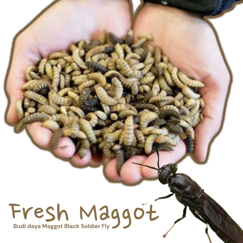 Jual Fresh Maggot 1 kg | Shopee Indonesia