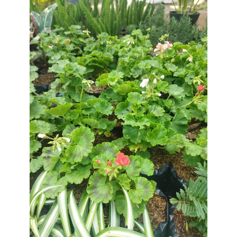 Jual tanaman hias bunga geranium | Shopee Indonesia