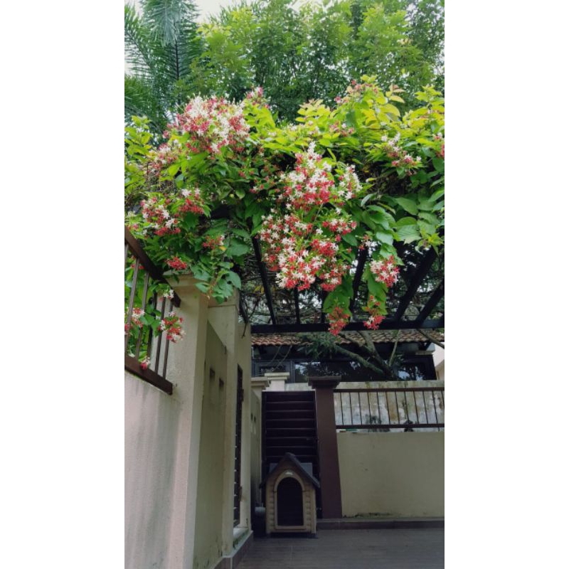 Jual Tanaman Hias Melati Belanda Rambat (tanaman hidup-bunga hidup ...