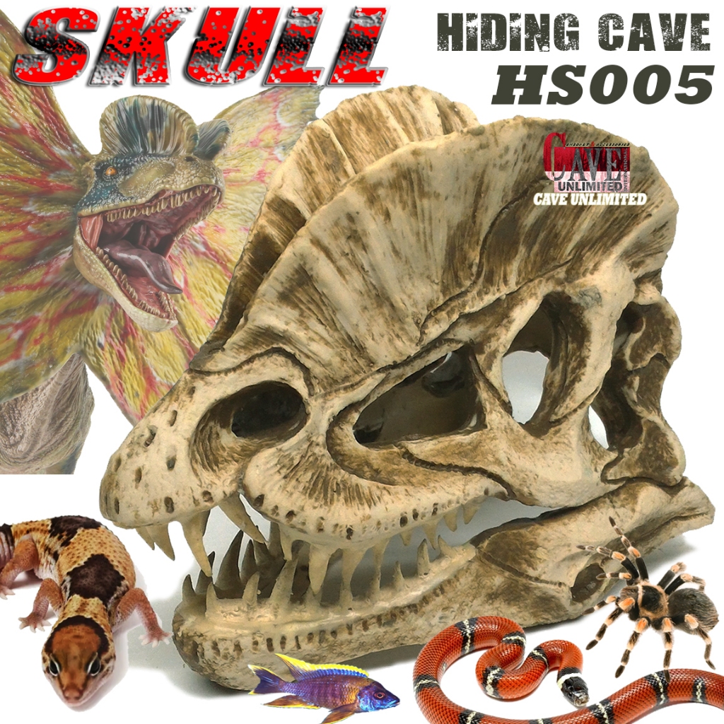 Jual HS005 HIDINGCAVE SKULL TENGKORAK DILHOPOSAURUS KERANGKA DINOSAURUS ...