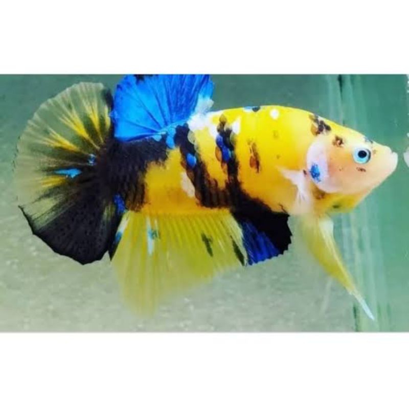 Jual Soliter aquarium cupang pk yellow base plakat strong color size M ...