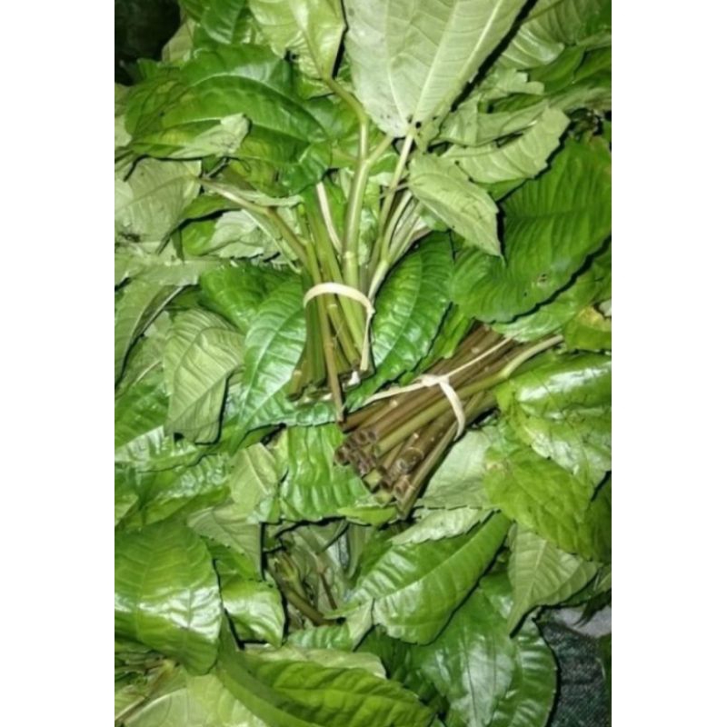 Jual pohpohan 1 ikat 150grm | Shopee Indonesia